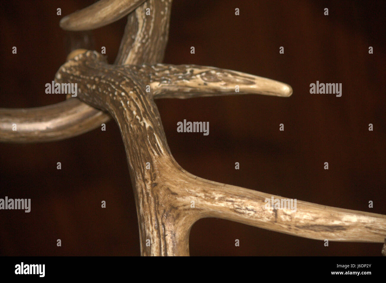 Close up of deer antlers against a maroon background Stock Photo - Alamy