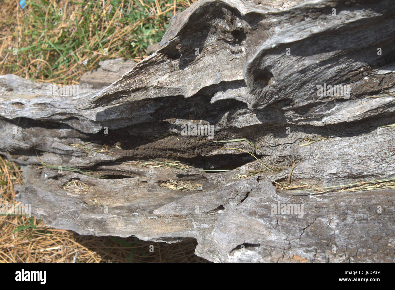 Large driftwood log hi-res stock photography and images - Alamy