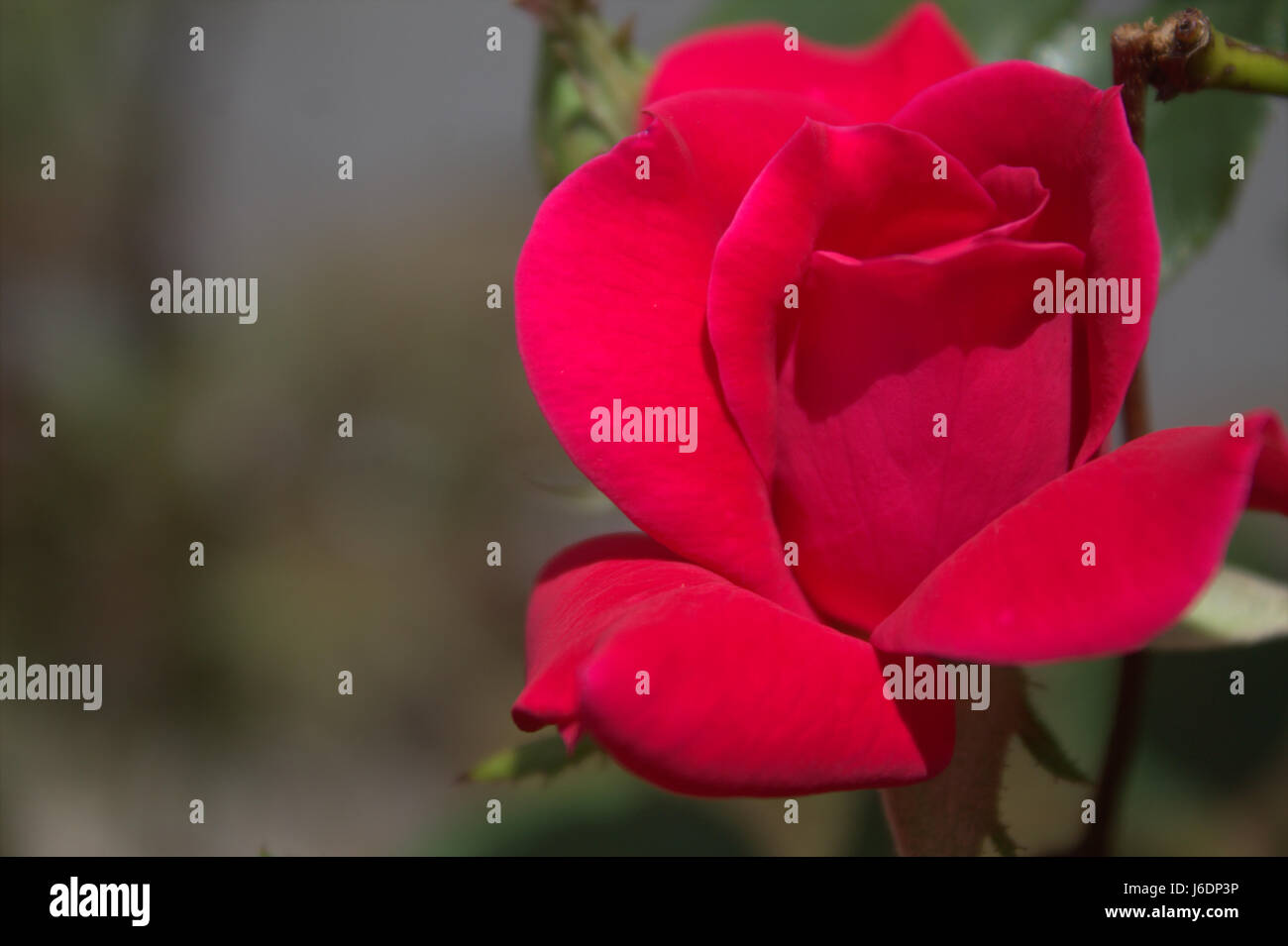 Beautiful red rose bud partially opened petals Stock Photo - Alamy