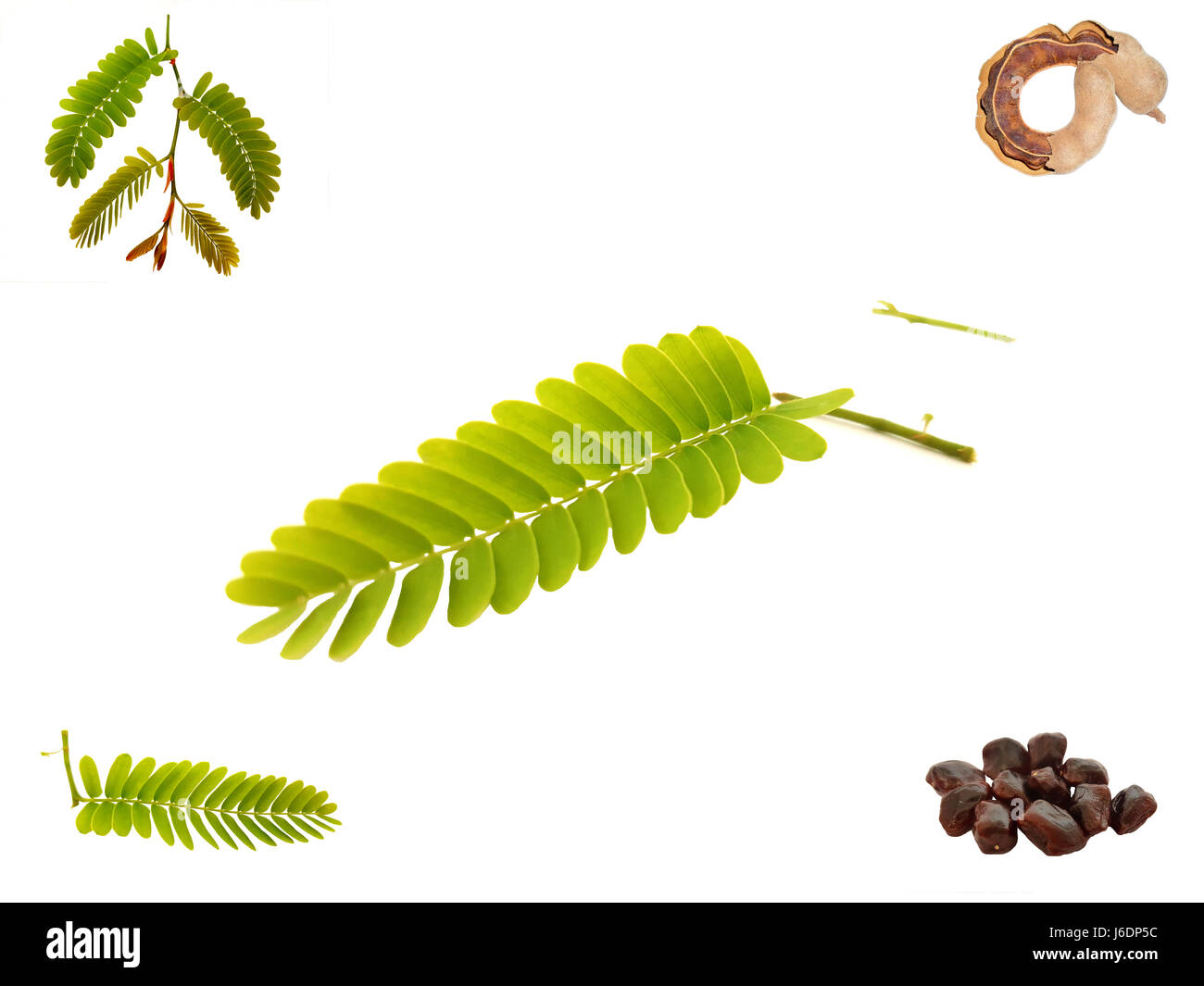 Fresh sweet ripe tamarind with healthy fruit. Selective focus and toned ...