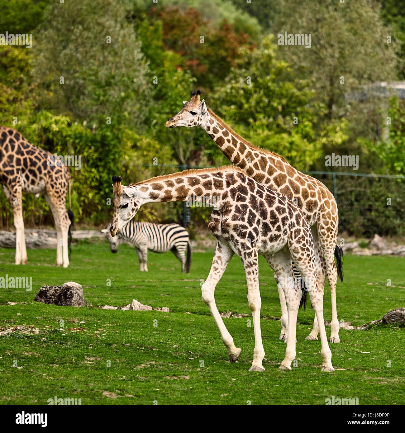 giraffe and zebra in a wildlife park Stock Photo - Alamy
