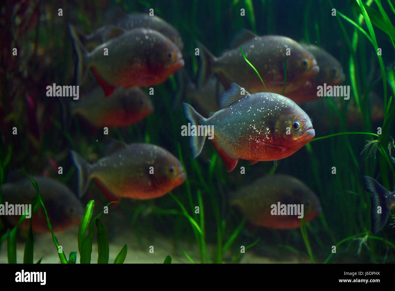 Piranha fish underwater. Piranha closeup Stock Photo - Alamy