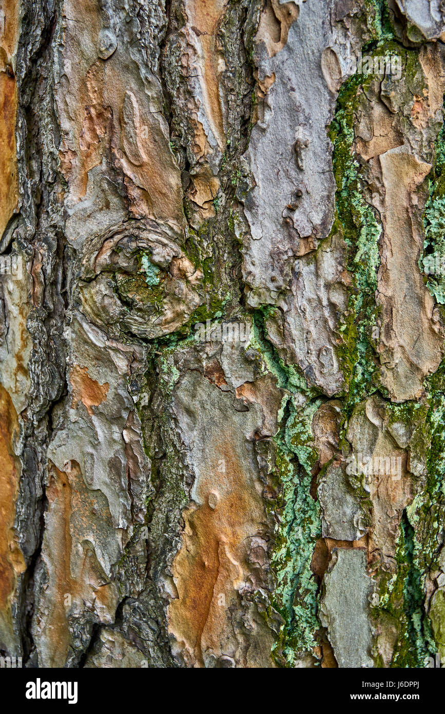 Tree background. tree texture Stock Photo - Alamy