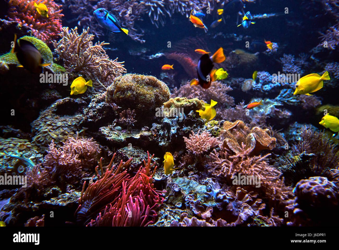 tropical Fish on a coral reef Stock Photo - Alamy