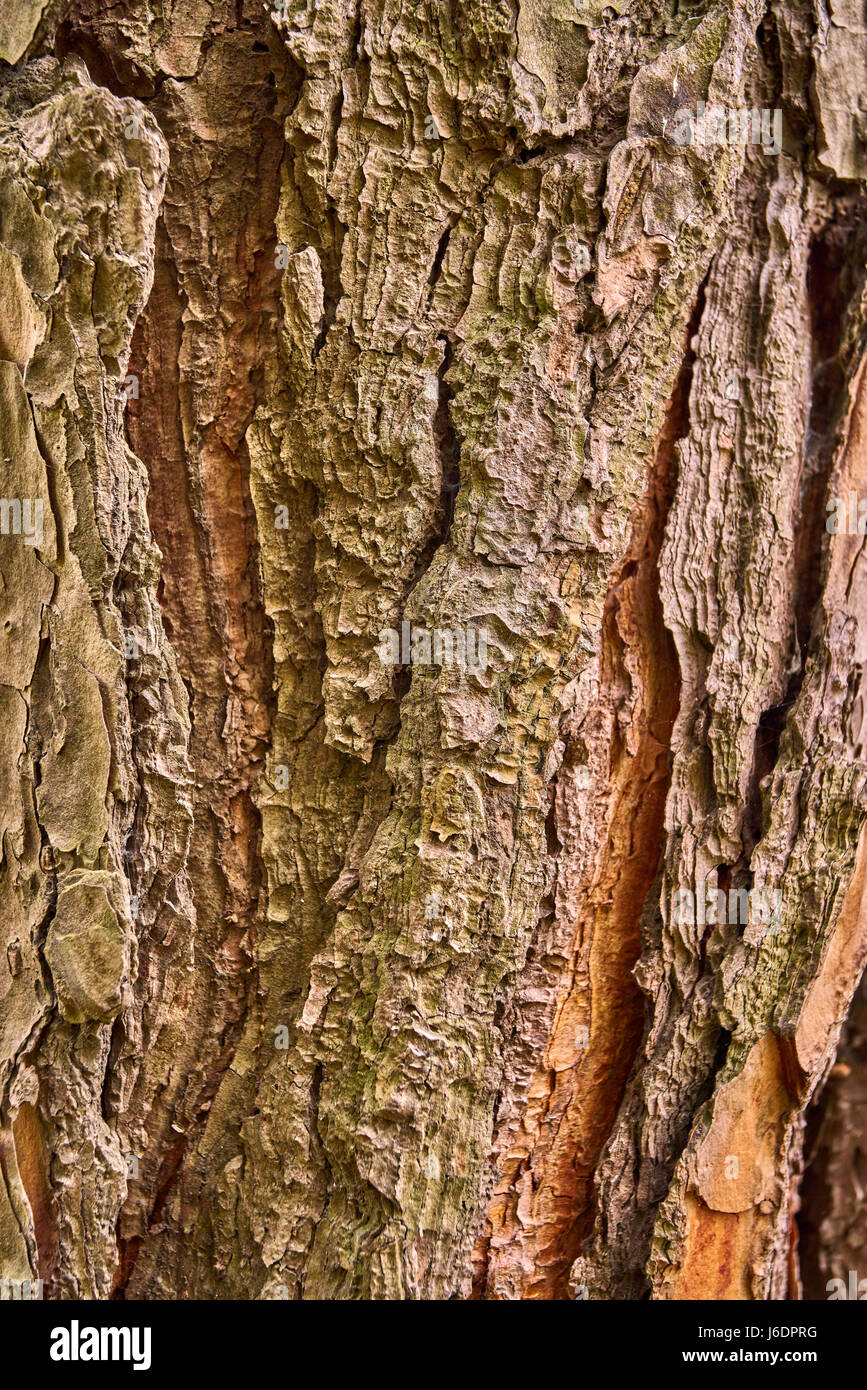 Tree bark texture. wood texture Stock Photo - Alamy
