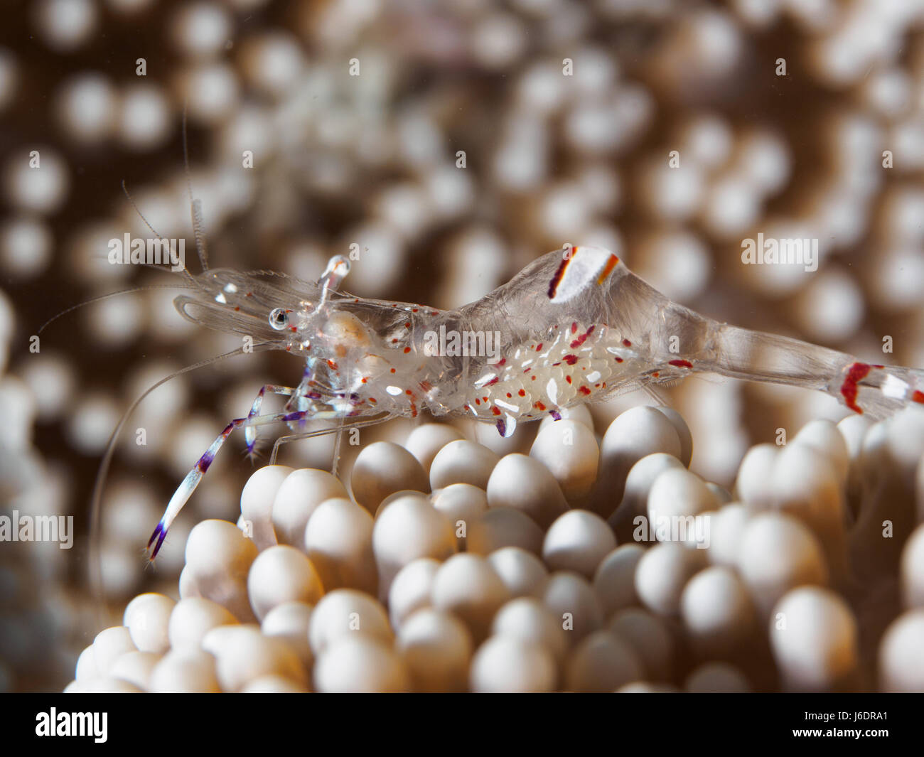 Anemone shrimp or translucent shrimp (Periclimenes sp.) near the ...