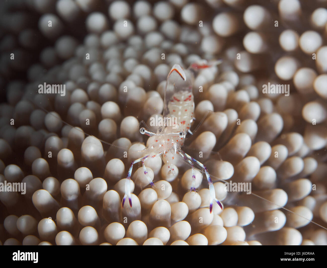 Anemone shrimp or translucent shrimp (Periclimenes sp.) near the ...