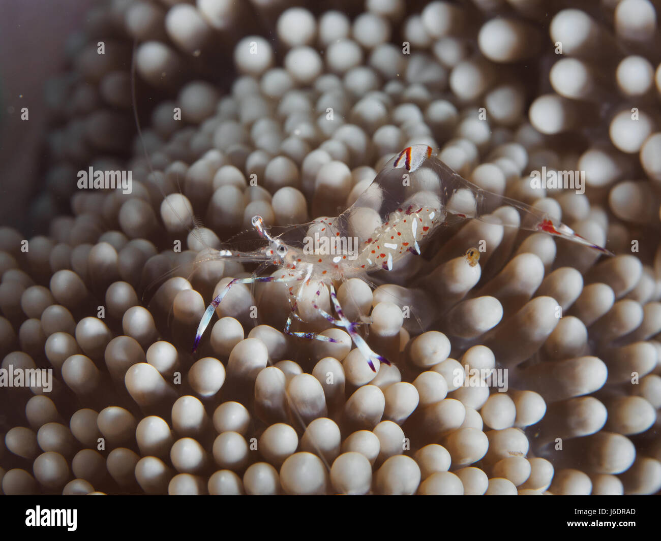 Shrimp periclimenes sp in anemone hi-res stock photography and images ...