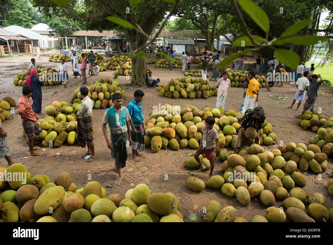 A jackfruit market at Belabo. Jackfruit is the national fruit of ...