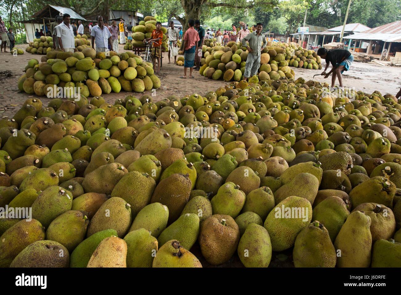 A jackfruit market at Belabo. Jackfruit is the national fruit of Bangladesh. Narsingdi ...