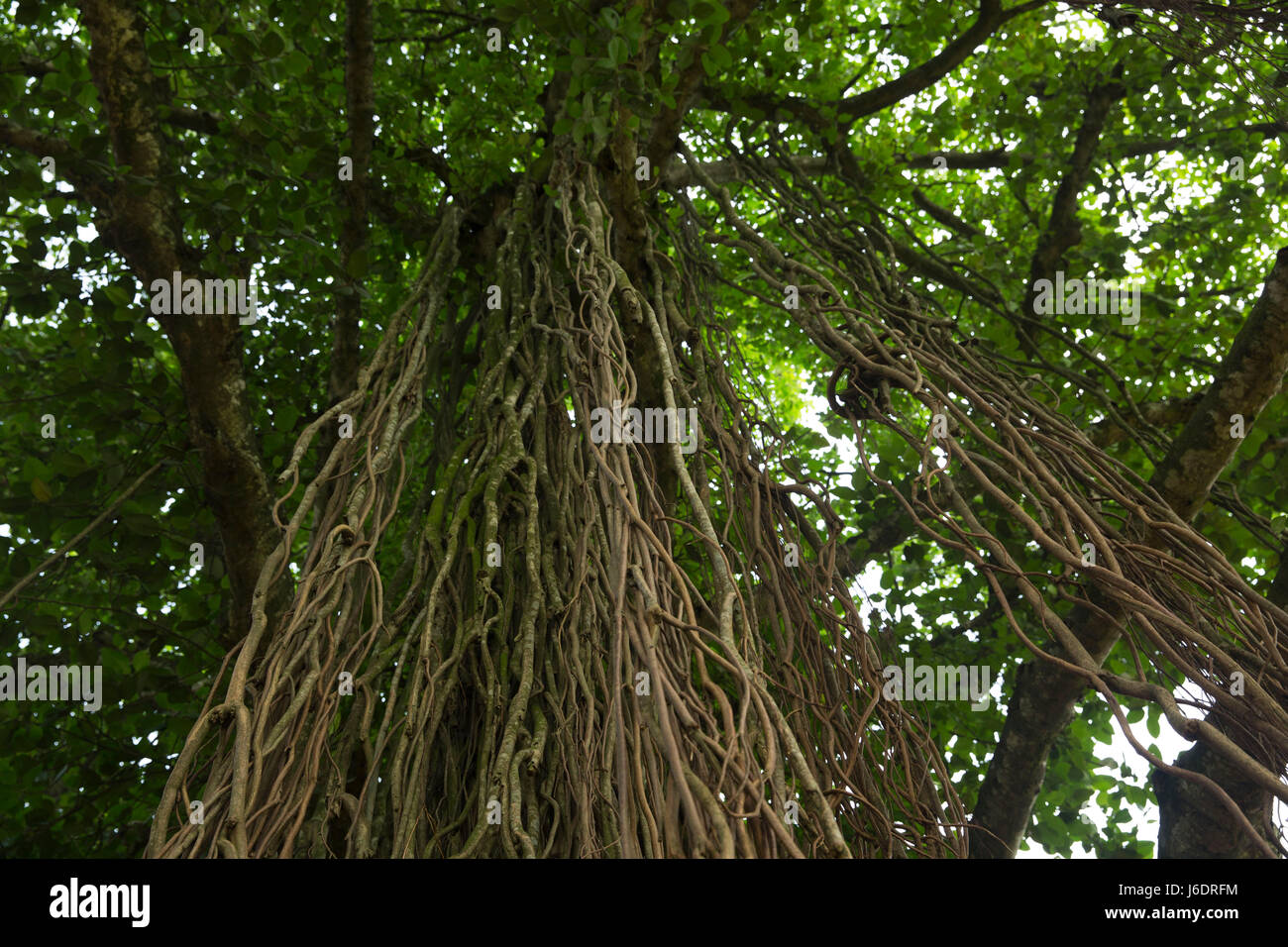 Trunks of a banyan tree at Belabo. Narsingdi, Bangladesh Stock Photo ...