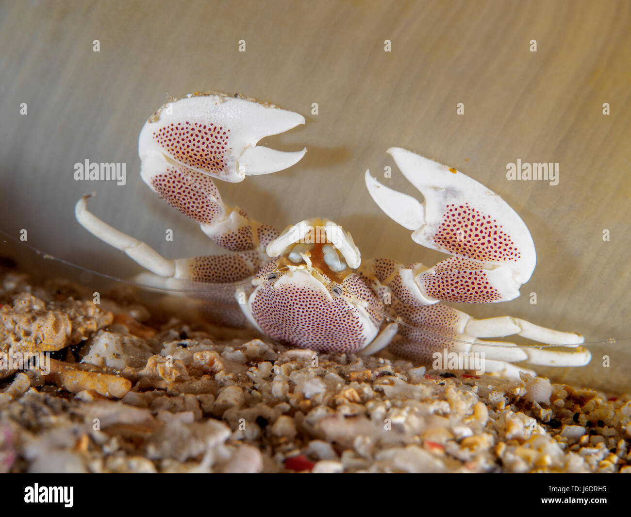 Porcelain Crab on Anemone in Philippines Stock Photo - Alamy