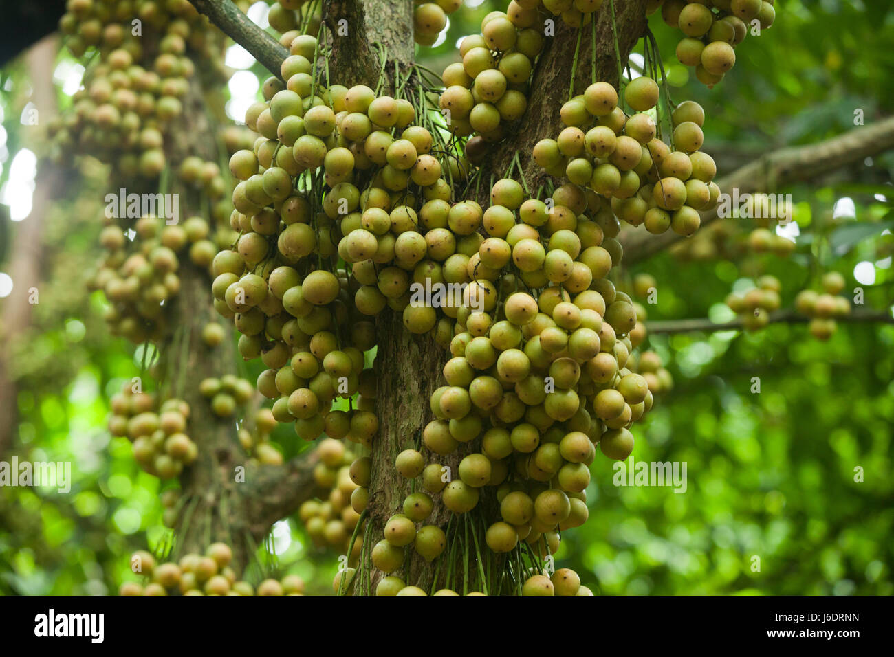 Lotkan plantation at Belabo. Narsingdi, Bangladesh Stock Photo - Alamy