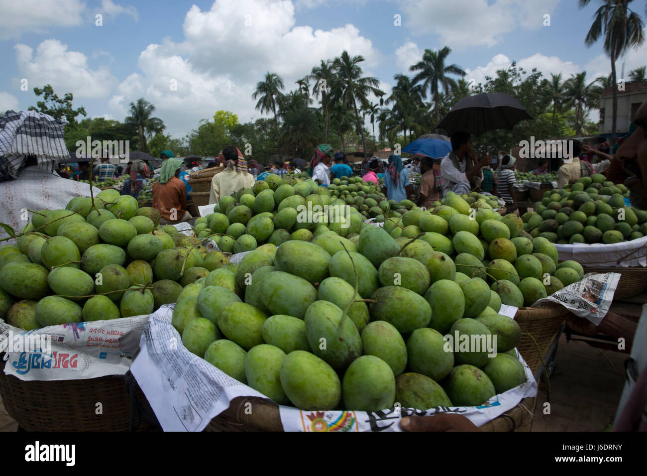 Rajshahi mango hi-res stock photography and images - Alamy