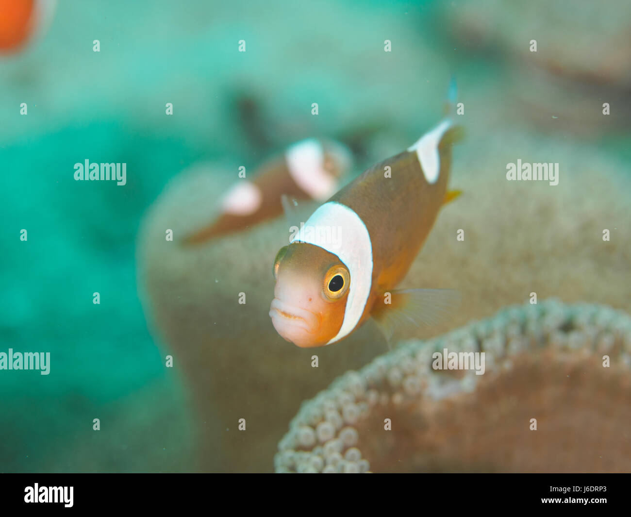 Underwater, Yellow Clownfish close-up Stock Photo - Alamy