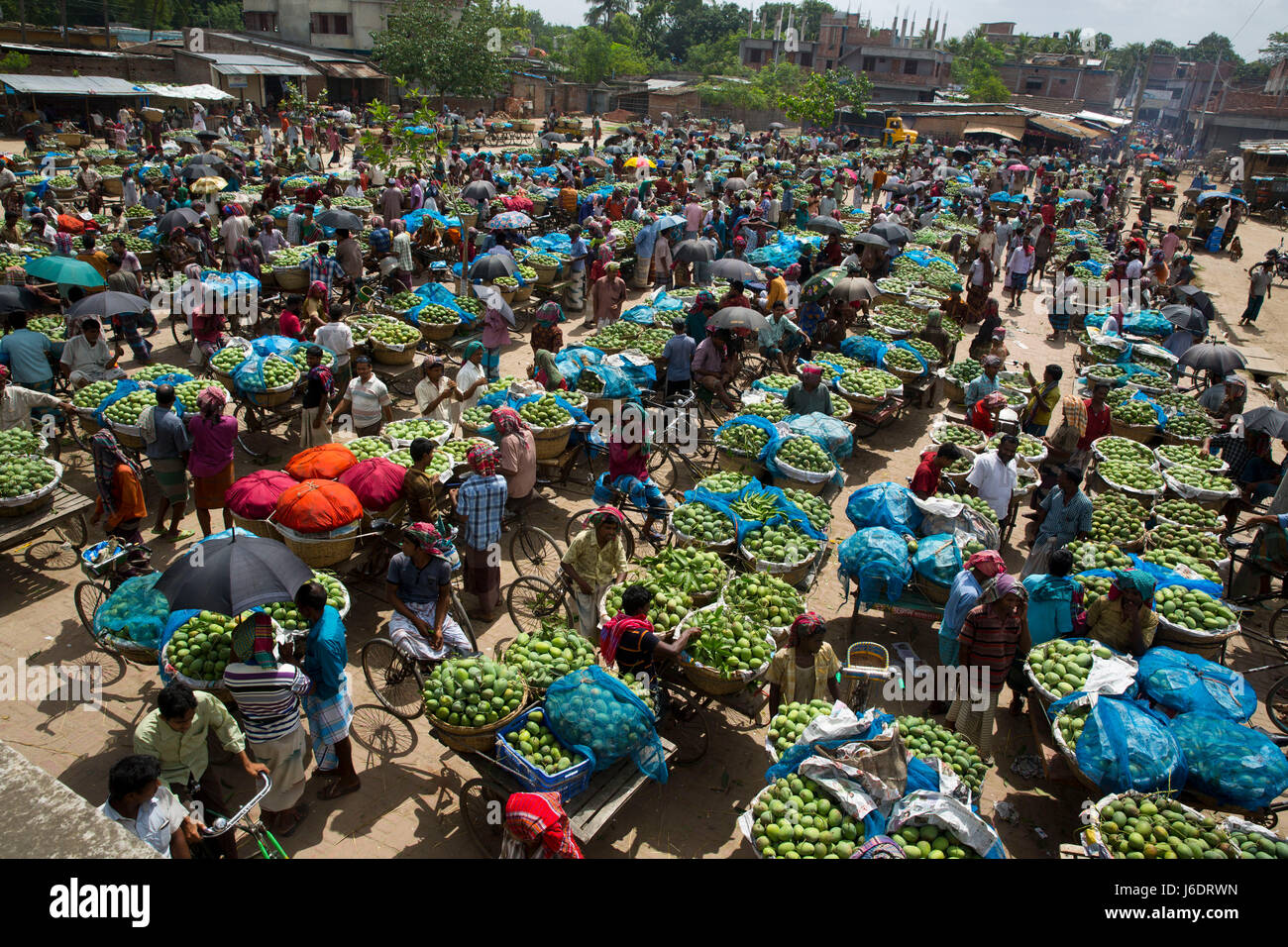 Wholesale mango market at Kansat. Chapainawabganj, Bangladesh Stock ...