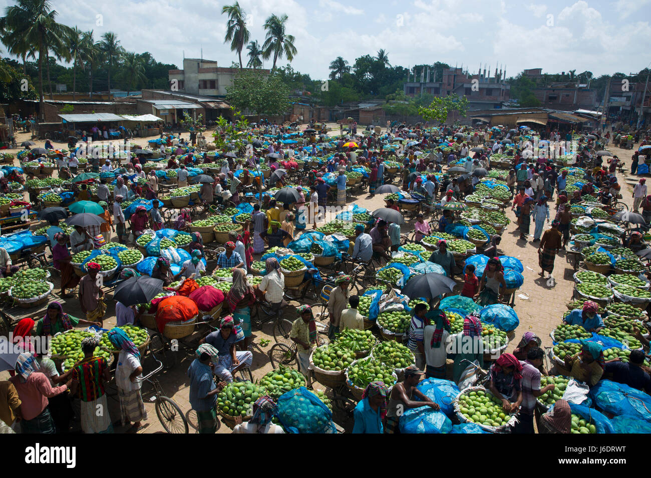 Wholesale mango market at Kansat. Chapainawabganj, Bangladesh Stock ...