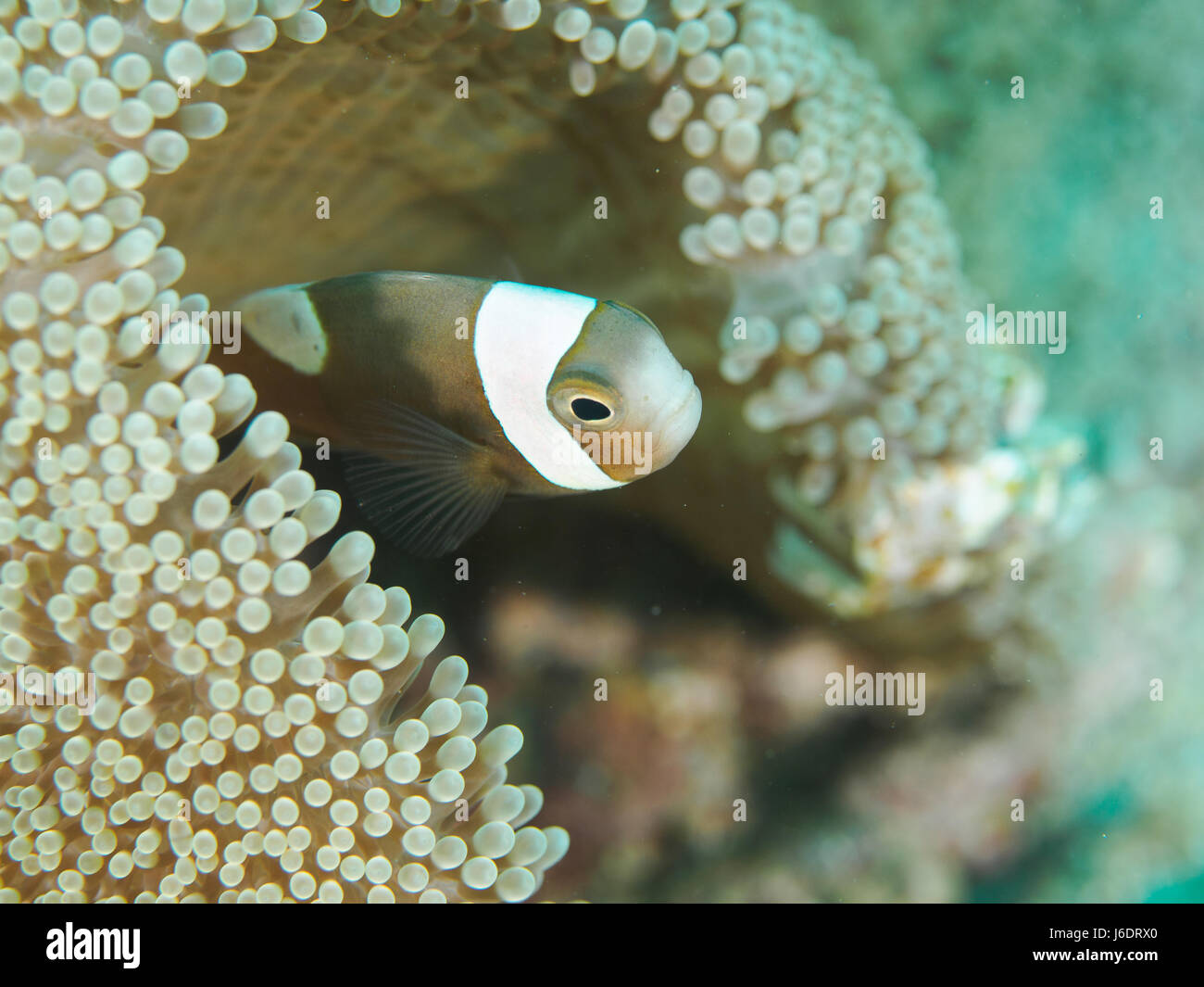 Underwater, Yellow Clownfish close-up Stock Photo - Alamy