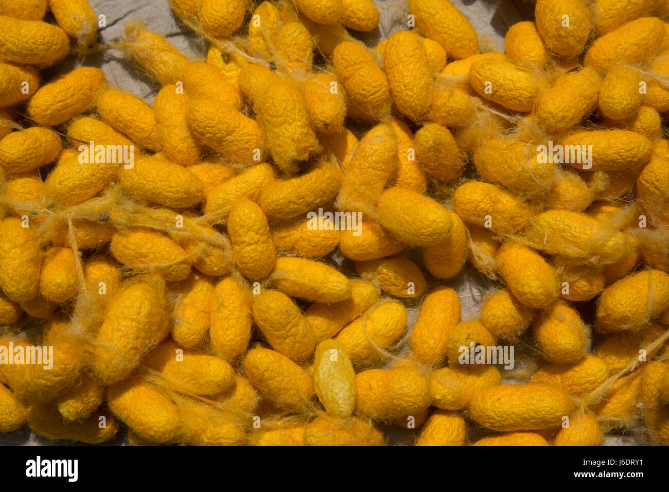 Silkworm threads hi-res stock photography and images - Alamy