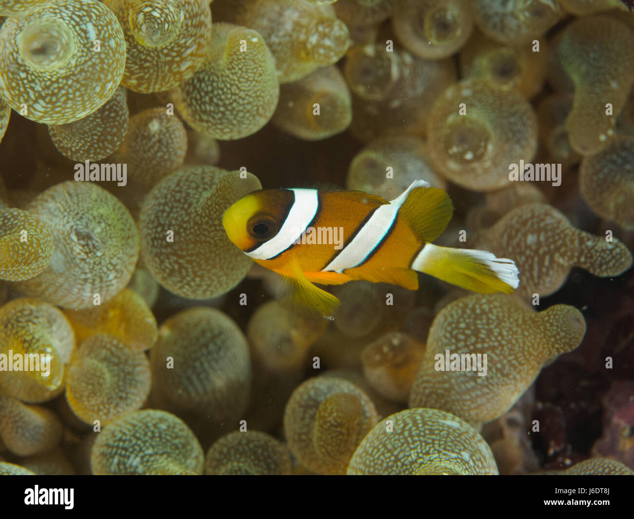 Underwater, Yellow Clownfish close-up Stock Photo - Alamy