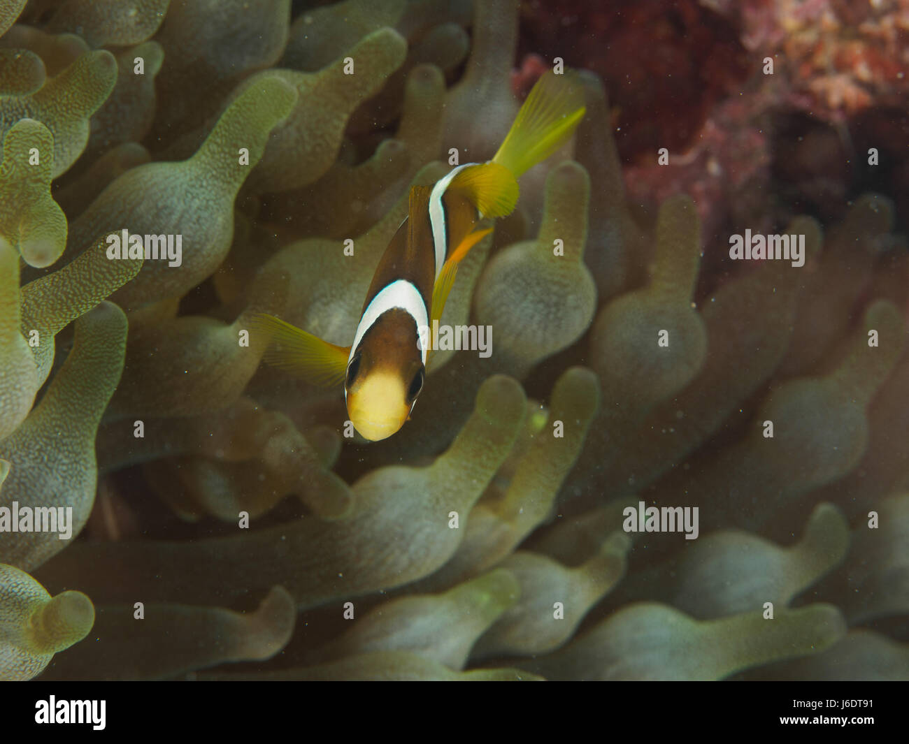 Underwater, Yellow Clownfish close-up Stock Photo - Alamy