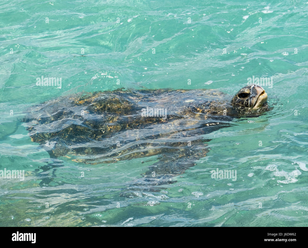 A Green Sea Turtle swimming of the coast of Maui. Hawaii Stock Photo ...