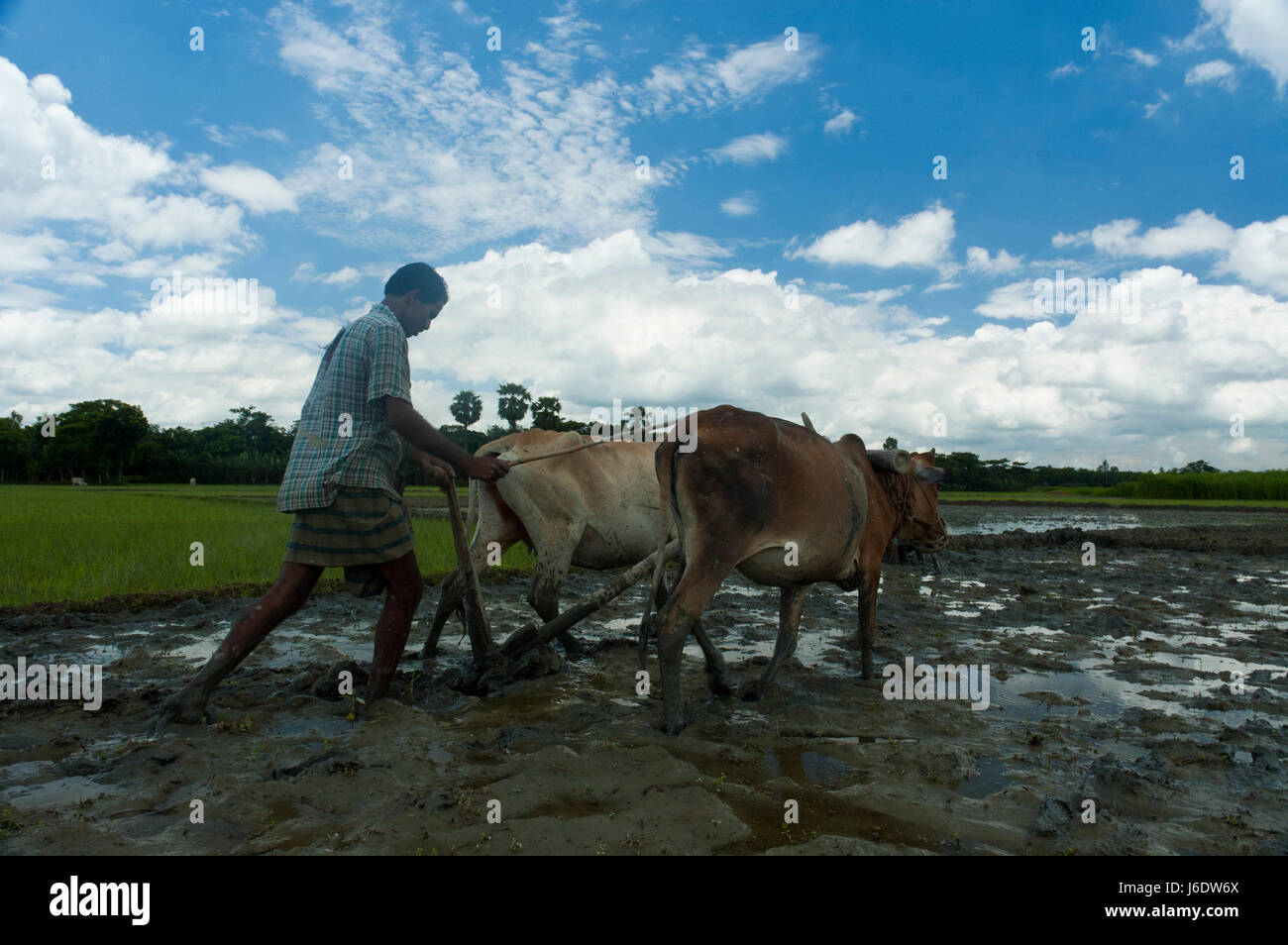 Farmers ploughing a field with cattle hi-res stock photography and ...