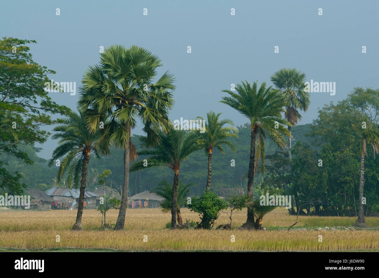 A village at Nijhum Dwip. Noakhali, Bangladesh Stock Photo - Alamy