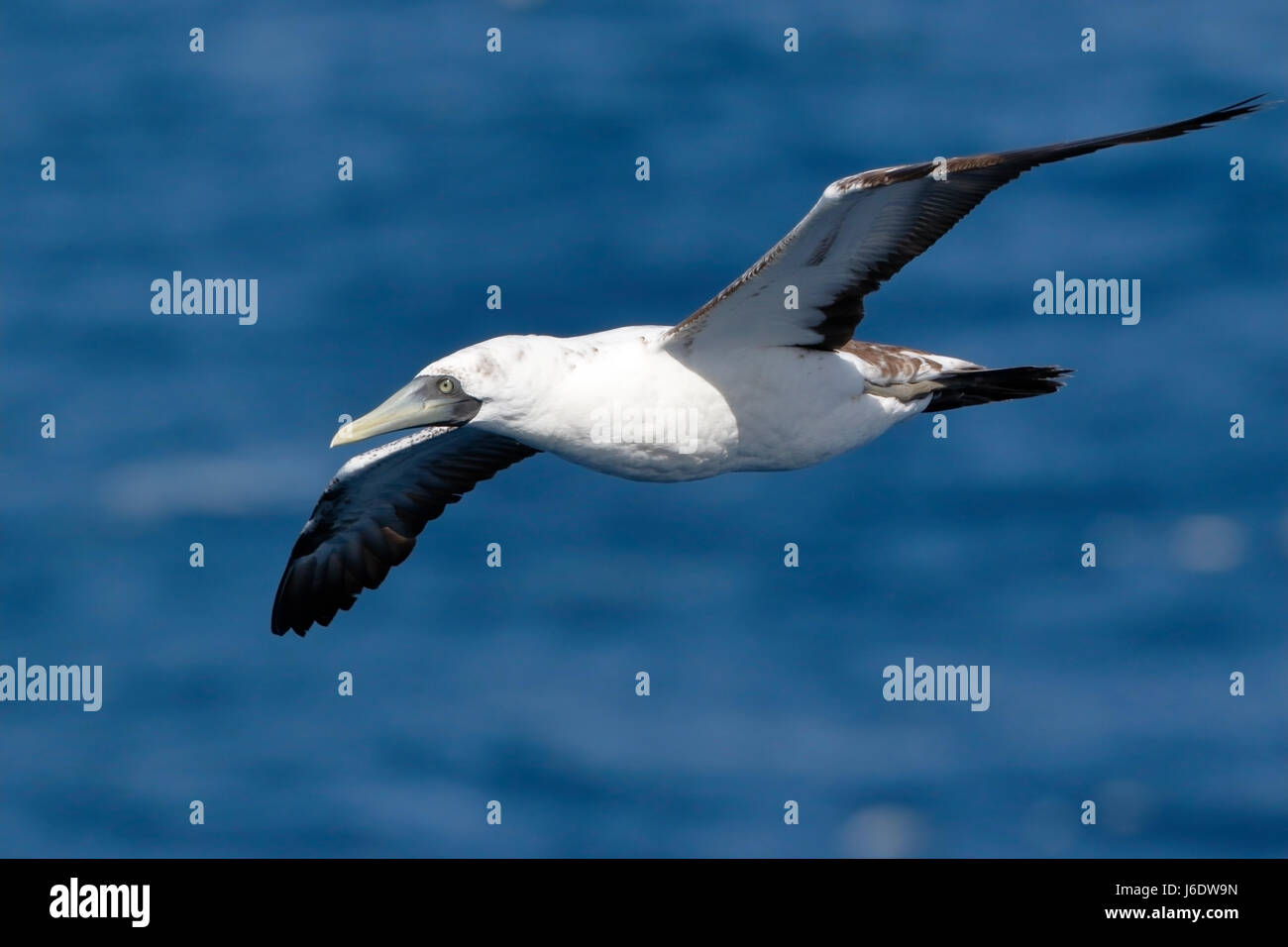 masked booby (Sula dactylatra) adult flying over ocean off coast of ...