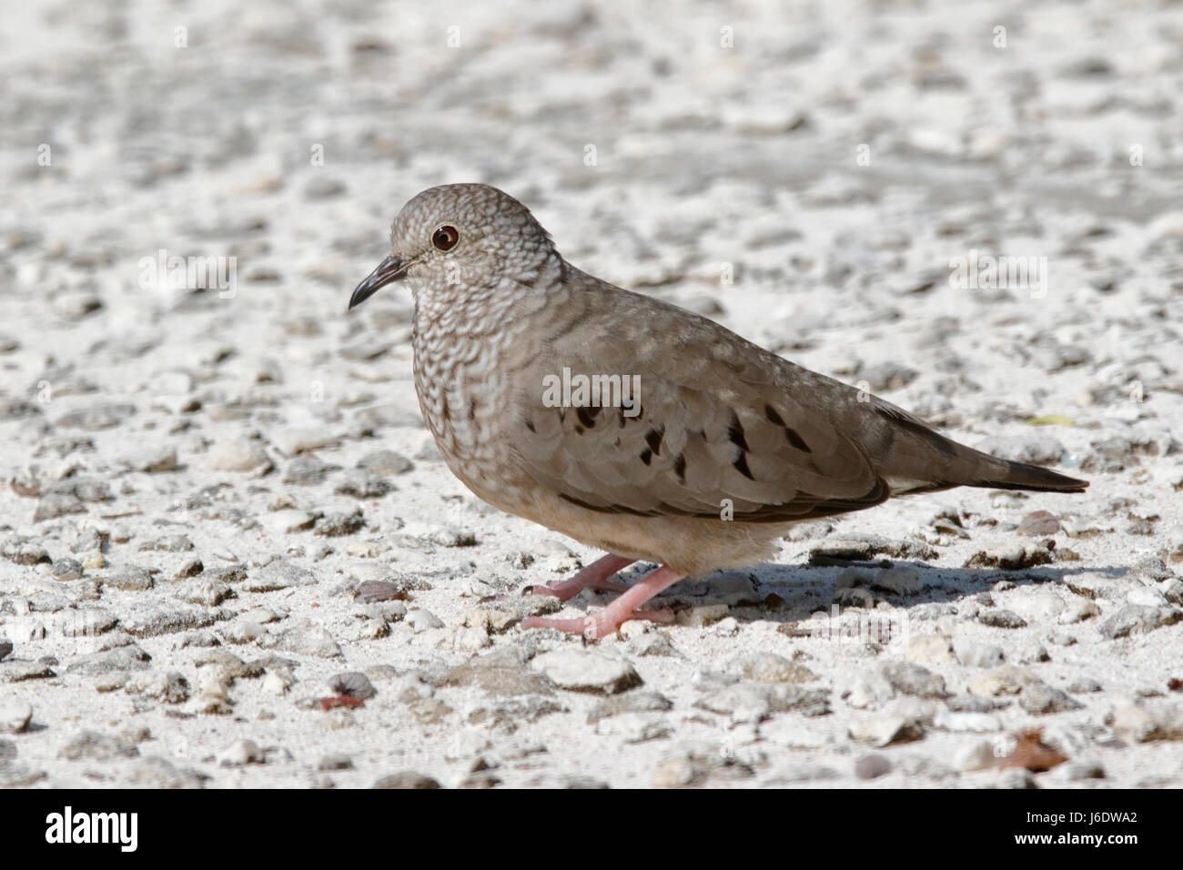 Birds barbados hi-res stock photography and images - Alamy