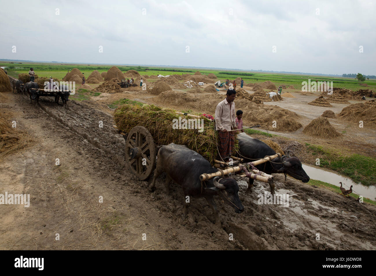 Buffalo carts carry bundle of paddy stalks at Chalanbeel. Natore ...