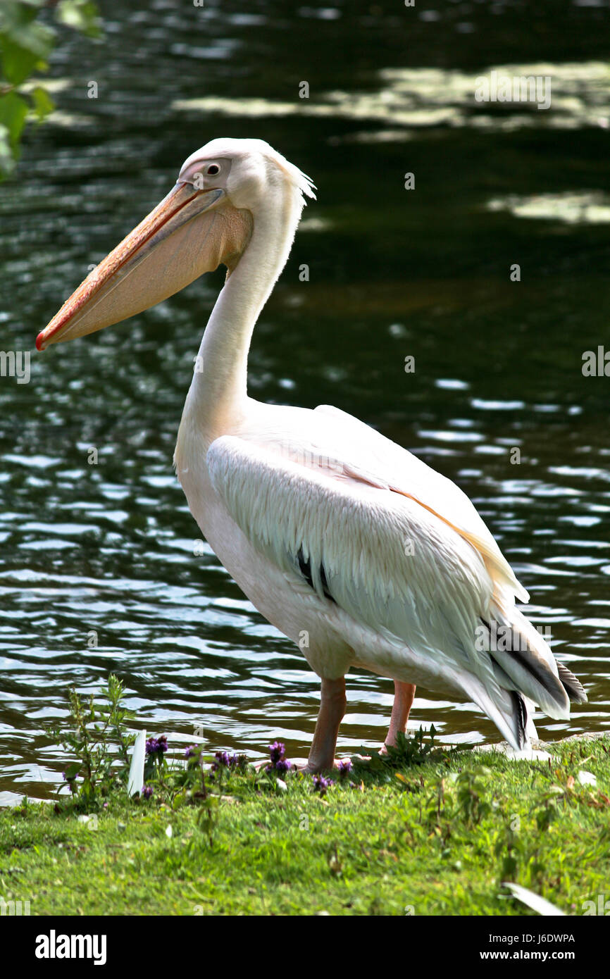 National bird of romania hi-res stock photography and images - Alamy