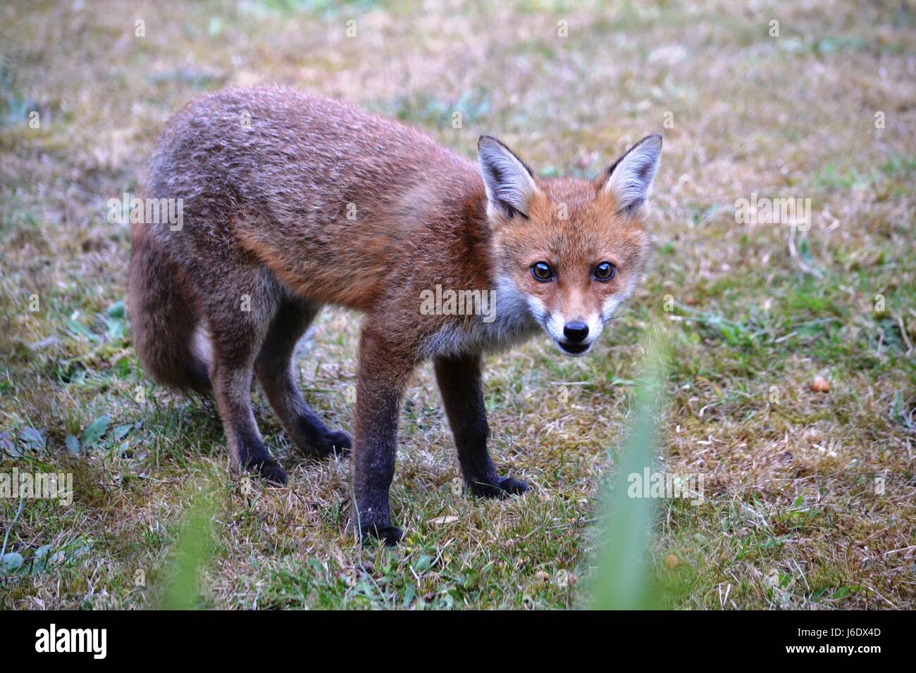 A hungry baby fox, who was looking for food, suddenly look at my lens ...