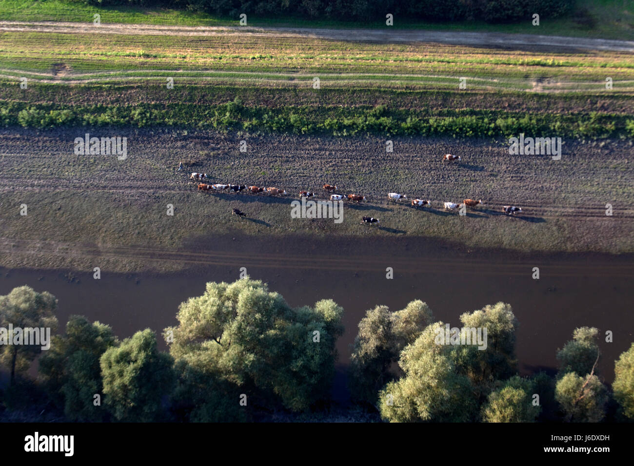 Countryside river spring cows hi-res stock photography and images - Alamy