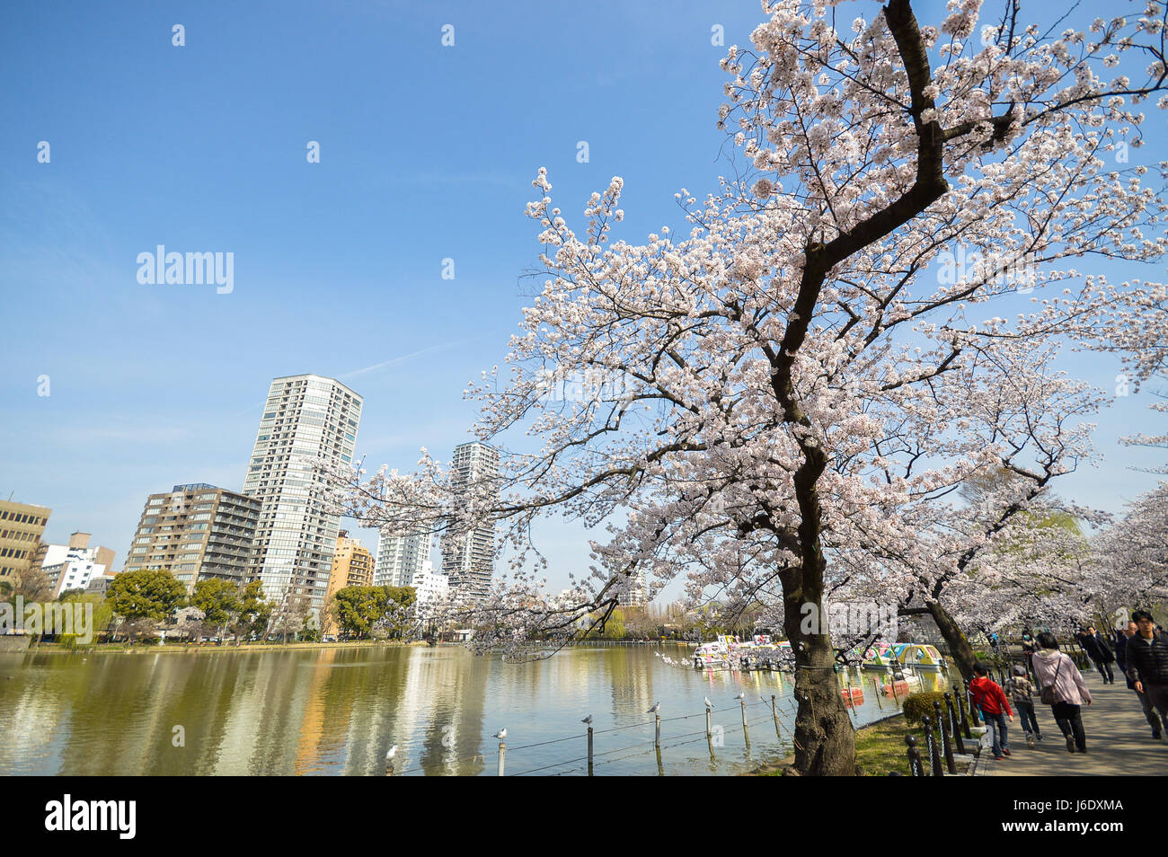 Ueno koen cherry blossoms hi-res stock photography and images - Alamy