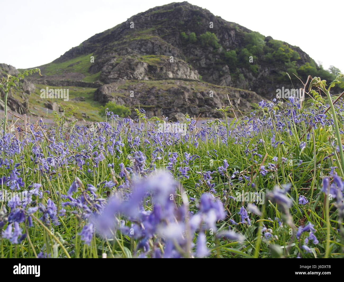Close up of Bluebells with Rannerdale Knott in the background, Cumbria ...