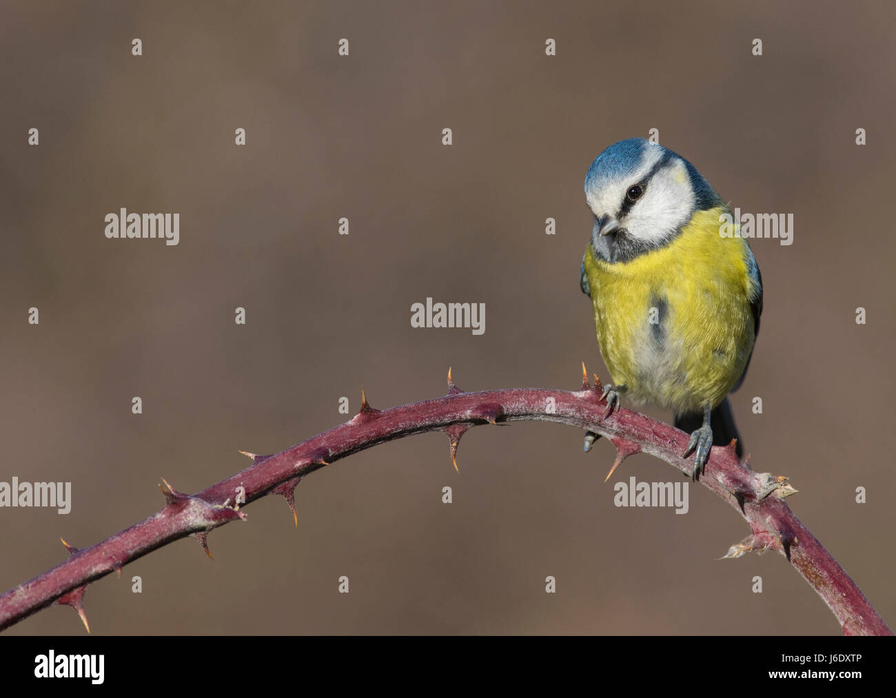 Blue tit on bramble stem Stock Photo - Alamy