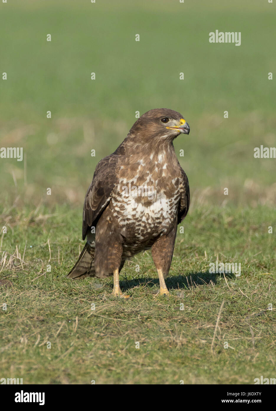 Common buzzard on the ground grass meadow Stock Photo - Alamy