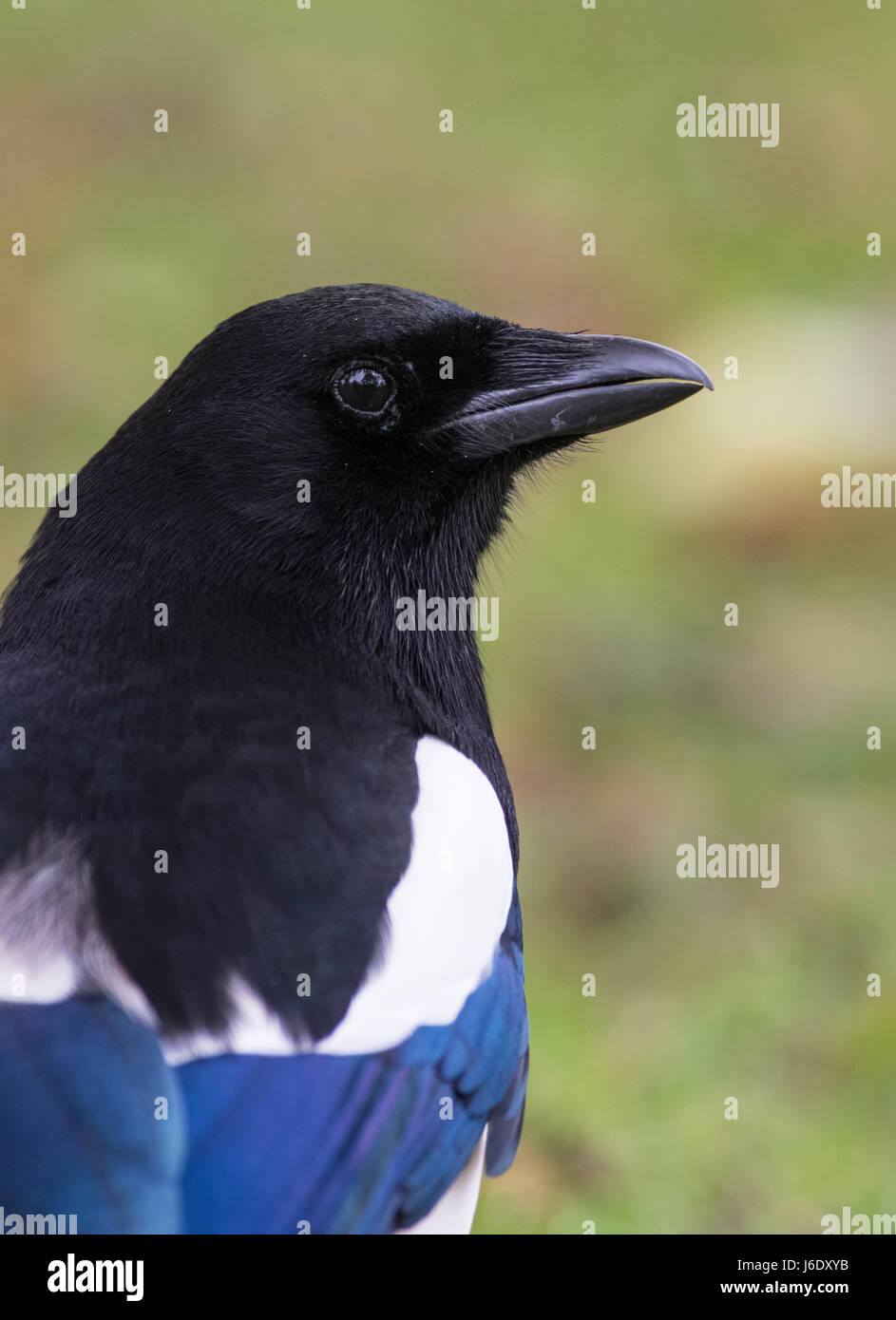 Crow eyes hi-res stock photography and images - Alamy