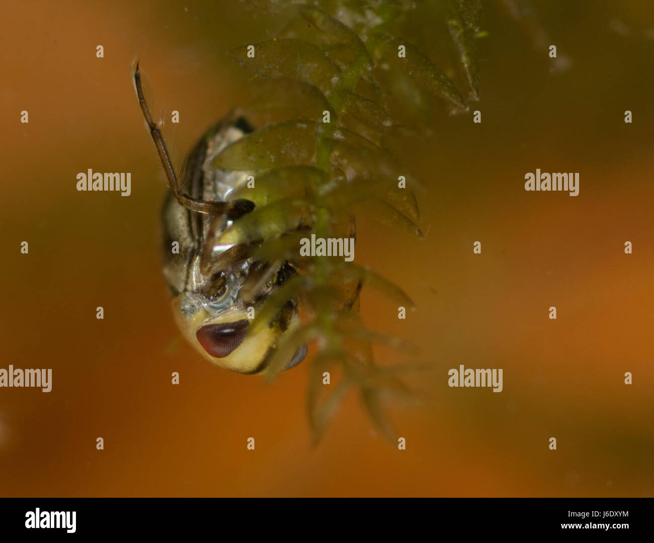 Plea minutissima pygmy backswimmer underwater Stock Photo - Alamy