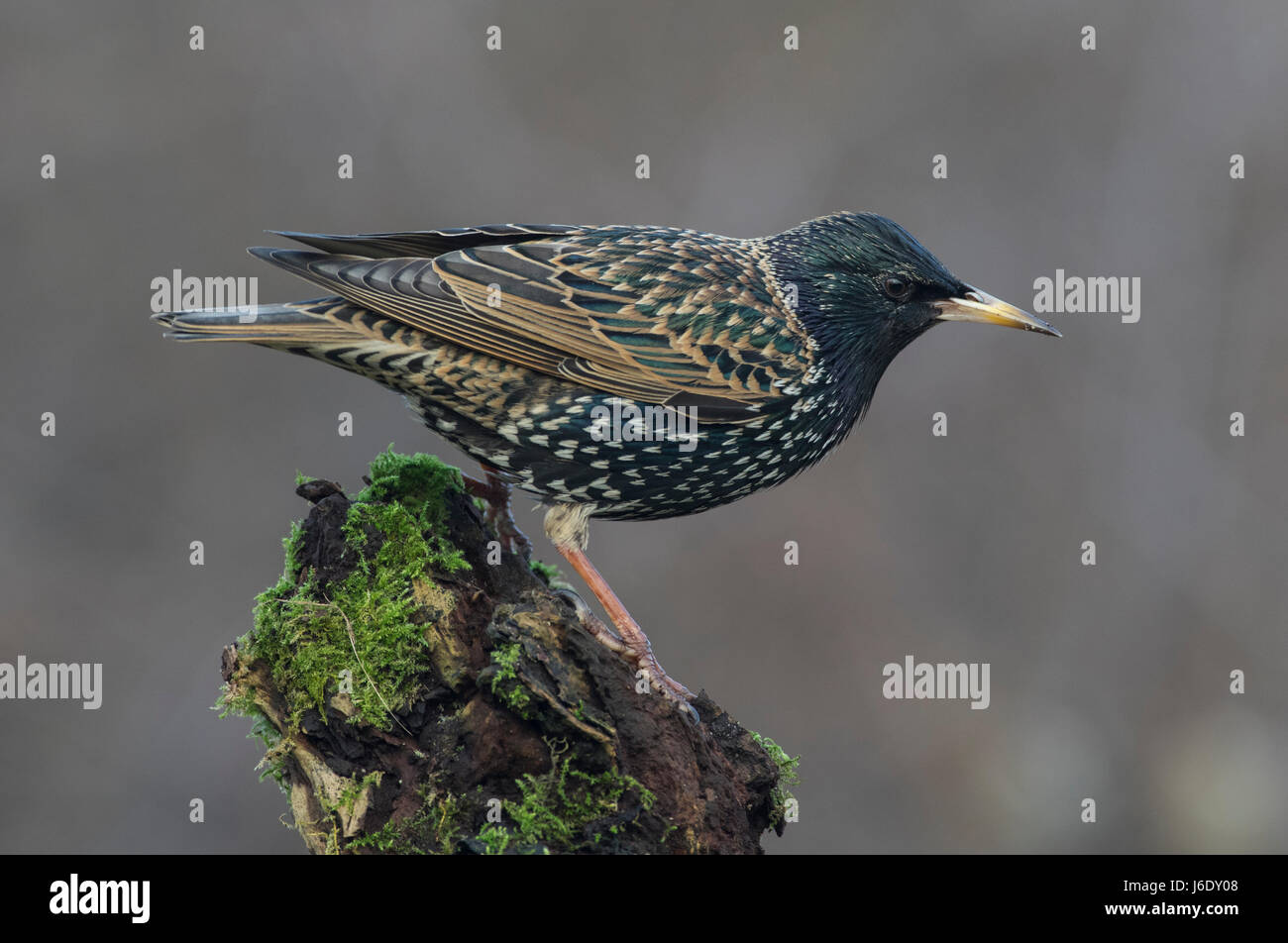 Starling on the branch hi-res stock photography and images - Alamy