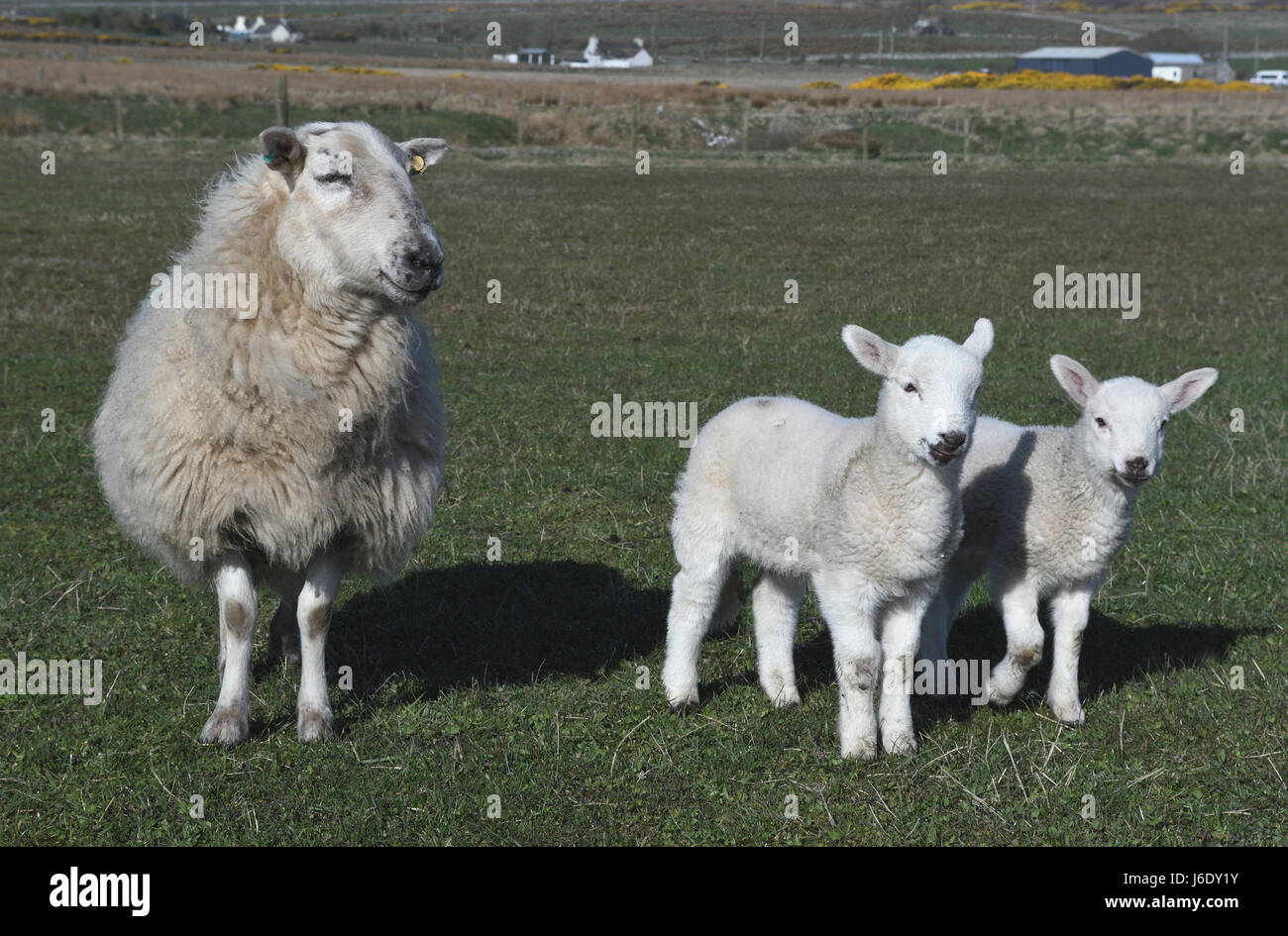 Ovine domestic hi-res stock photography and images - Alamy