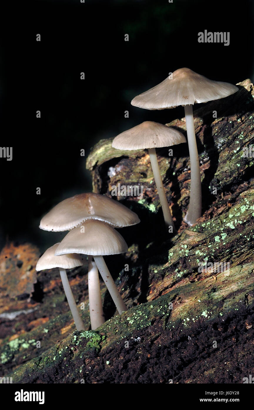 fungi troop;on rotting tree stump;fungus;toadstools;autumn;cairngorms ...