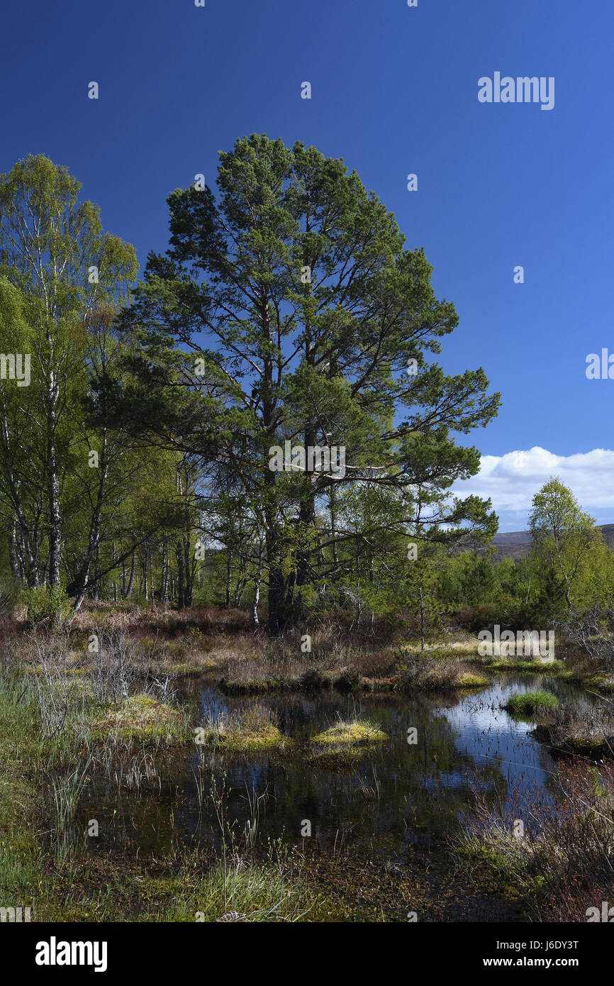 bog pool;acid;marsh;glen cannich;highlands;scotland Stock Photo - Alamy