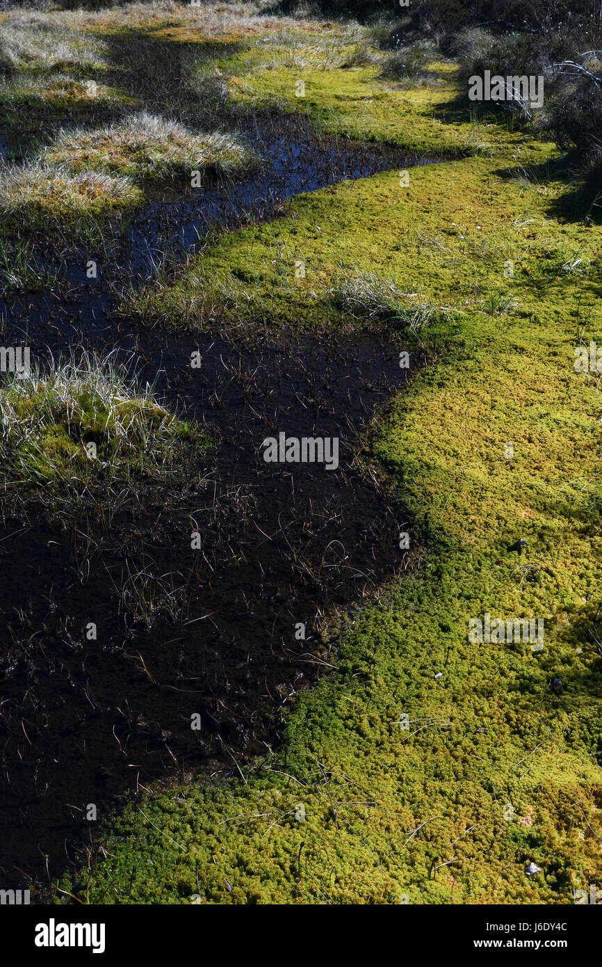 Marsh moss hi-res stock photography and images - Alamy