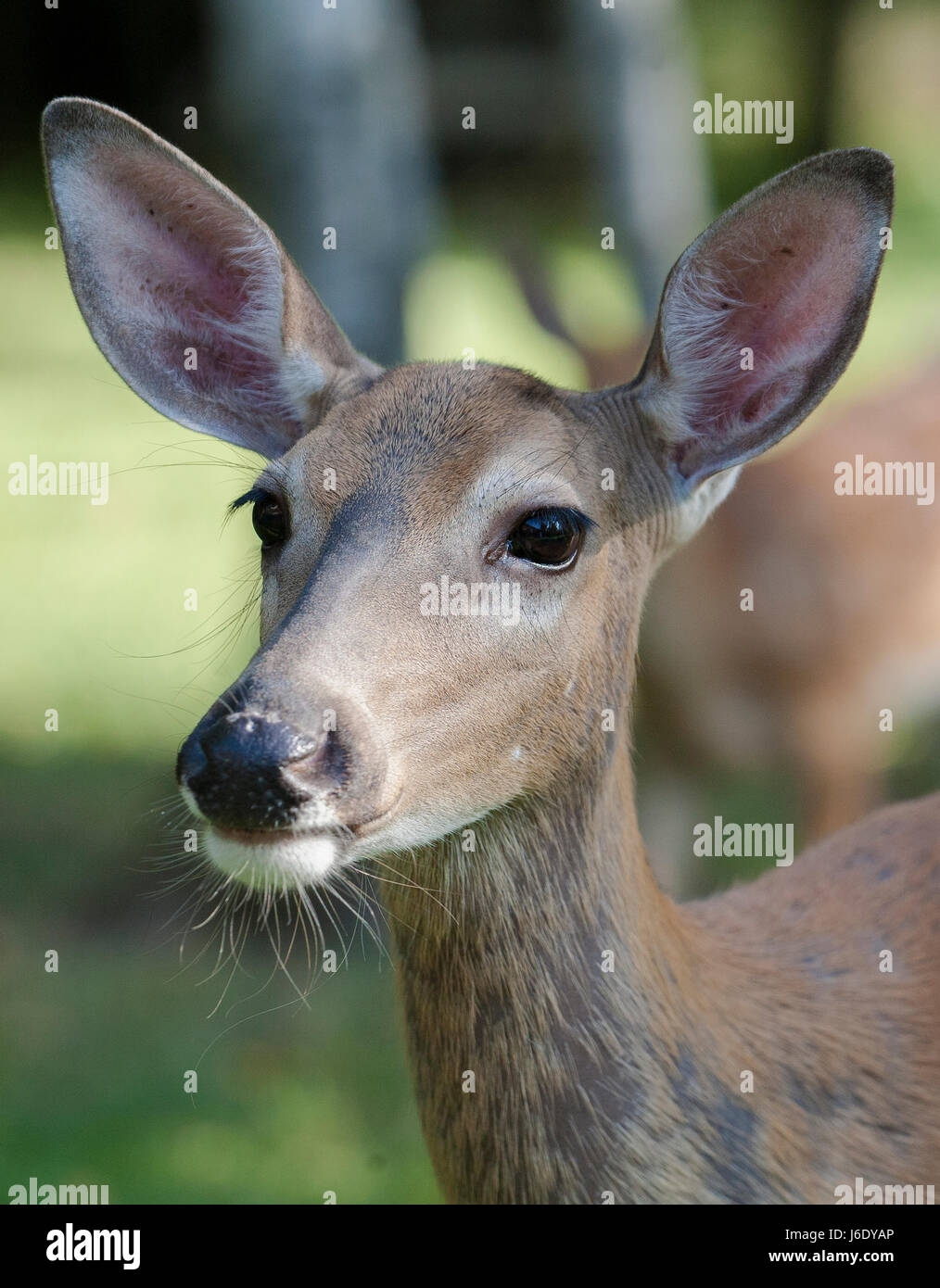 Whitetail deer nose hi-res stock photography and images - Alamy