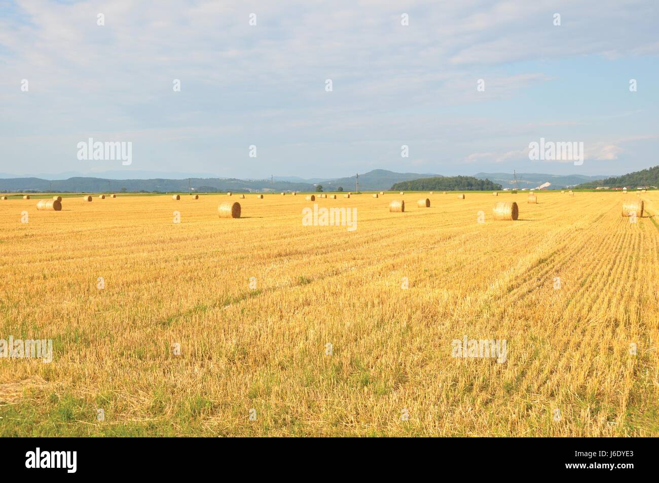 Gold field in the modern harvesting Stock Photo - Alamy