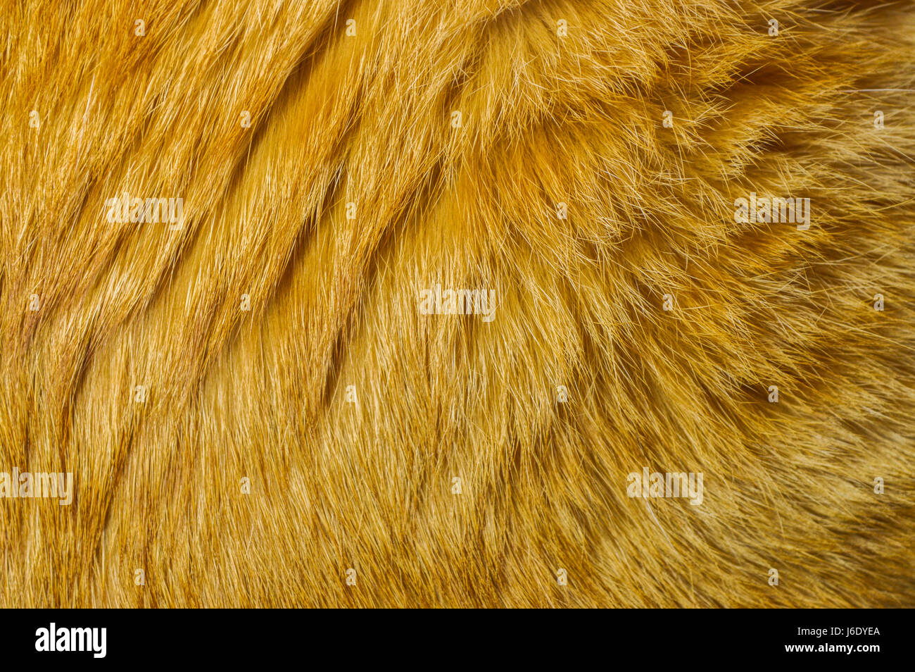Cat fur texture Stock Photo - Alamy