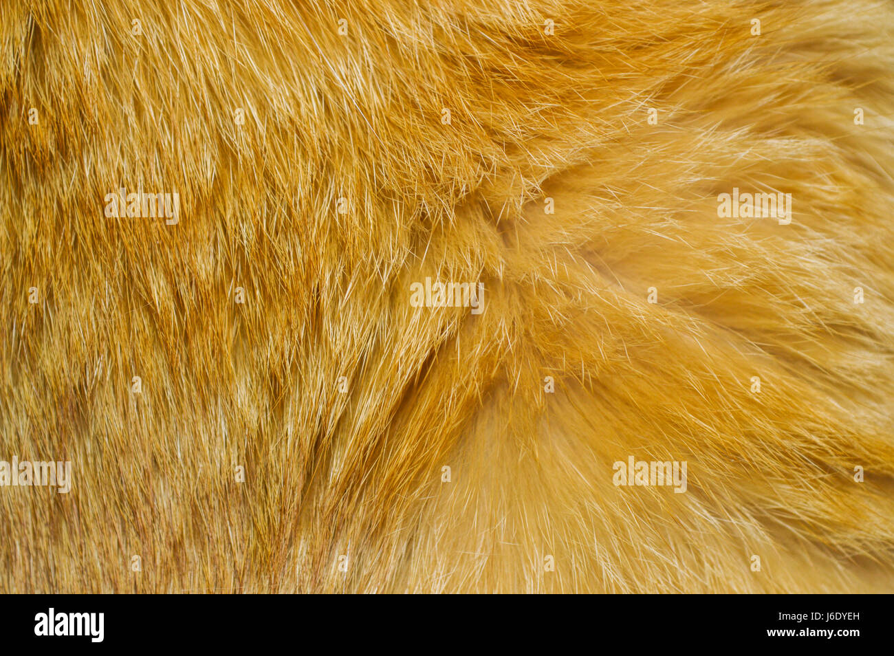 Cat fur texture Stock Photo - Alamy