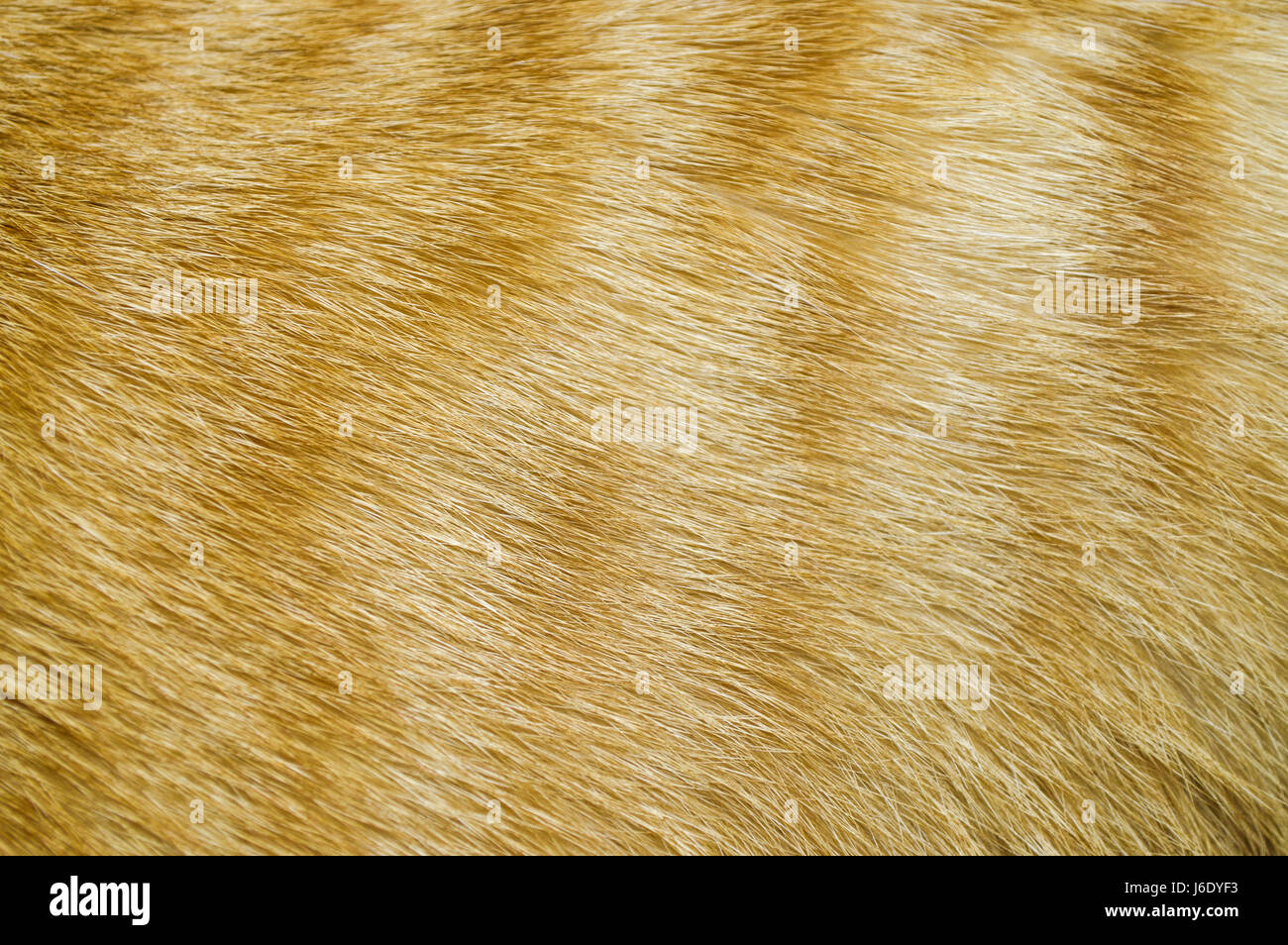 Cat fur texture Stock Photo - Alamy